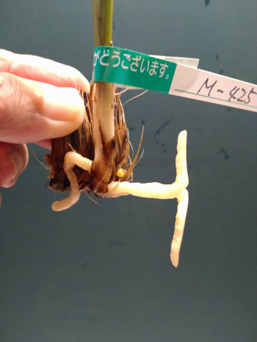 Yahoo!オークション - M-425 日向寒蘭 ・栽培棚整理品・登録品・花...