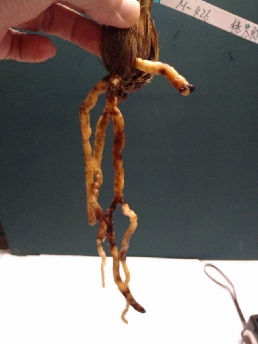 Yahoo!オークション - M-426 土佐寒蘭 ・栽培棚整理品・登録品・桃...