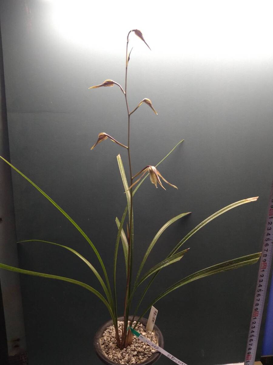 Yahoo!オークション - M-449 長崎寒蘭 ・栽培棚整理品・対島産・更紗花...