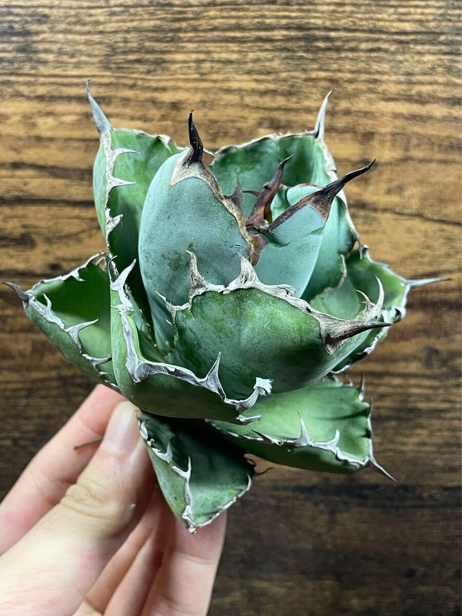 Yahoo!オークション - 厳選株 018-2ANアガベ チタノタ BB/ブラック&ブ...