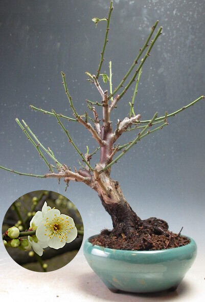 Yahoo!オークション - 盆栽 梅 月の桂（一重・白花）【現品】（4543）...