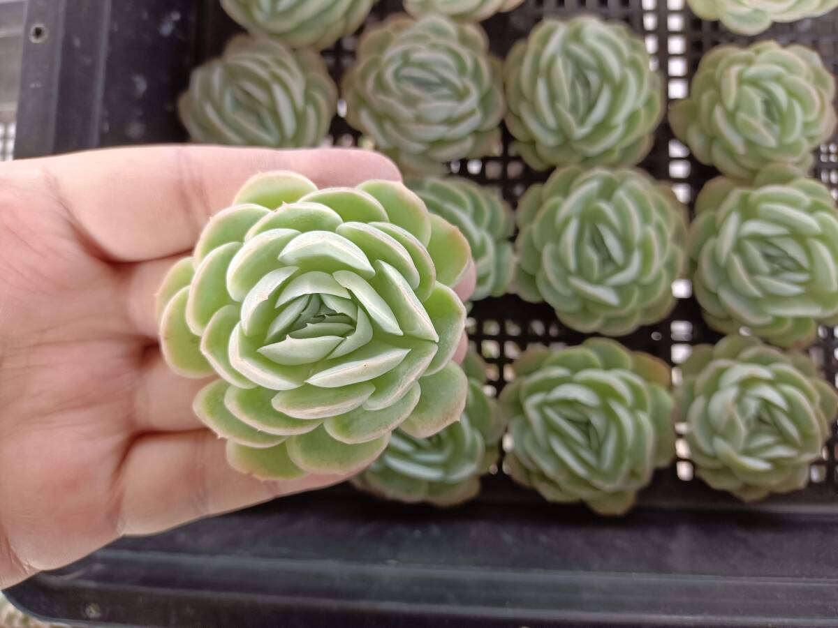 Yahoo!オークション - 1126-fw229 オレンジアイス16個 多肉植物 韓国 ...