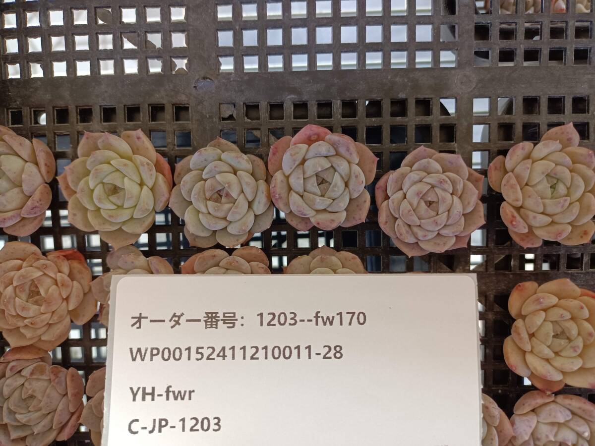 Yahoo!オークション - 1203-fw170 アメイジンググレイス30個 多肉植物 ...