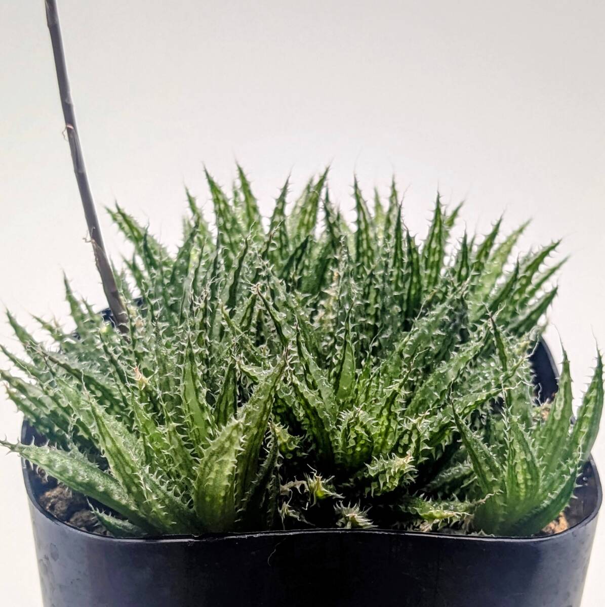 Yahoo!オークション - ハオルチア notabilis (JDV87/197)