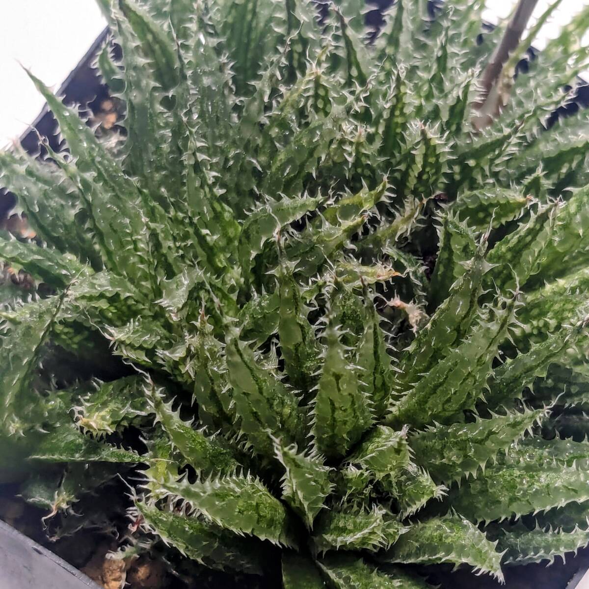 Yahoo!オークション - ハオルチア notabilis (JDV87/197)