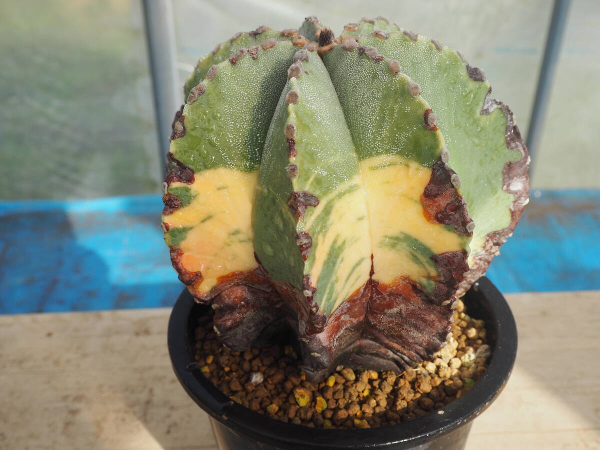 Yahoo!オークション - サボテン 刺無し般若錦 2791