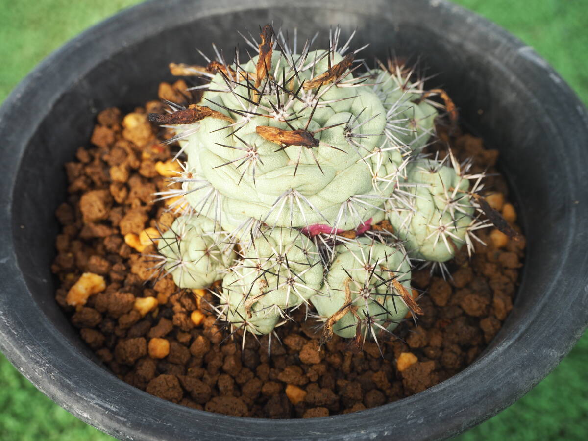 Yahoo!オークション - サボテン マクドカリー 2799