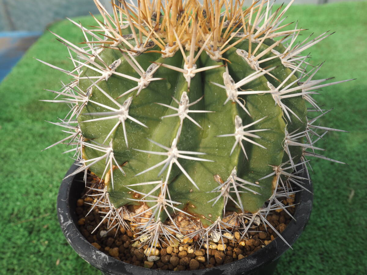 Yahoo!オークション - サボテン 金鯱春雷 2800