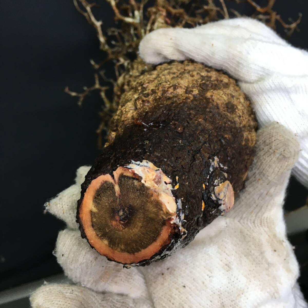 Yahoo!オークション - K31 11/01到着 山採り新鮮ベアルート株オペルク...