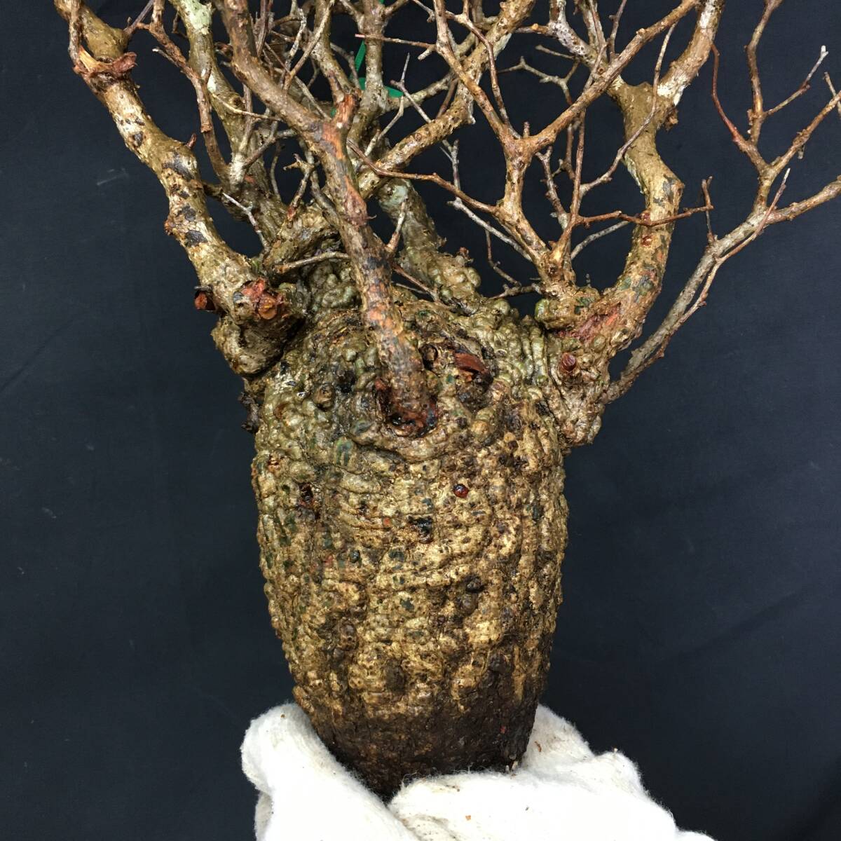 Yahoo!オークション - K31 11/01到着 山採り新鮮ベアルート株オペルク...