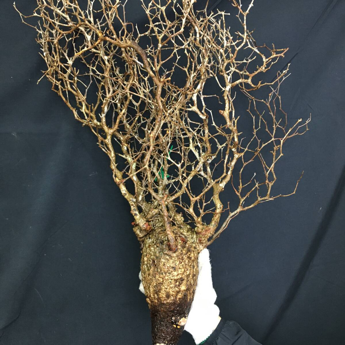 Yahoo!オークション - K31 11/01到着 山採り新鮮ベアルート株オペルク...