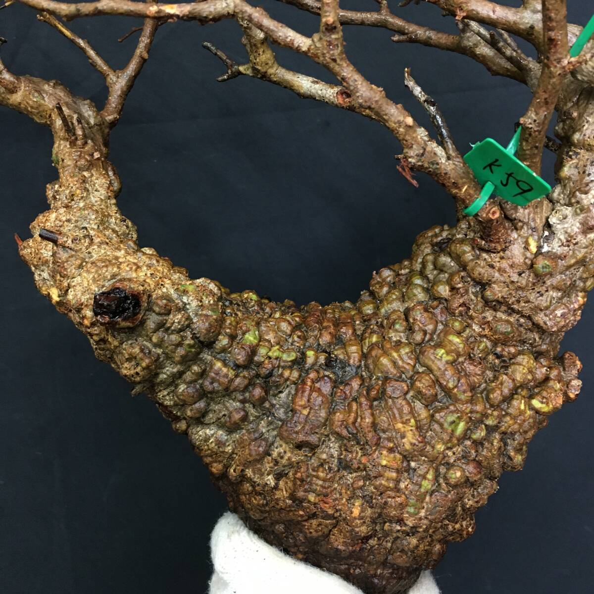 Yahoo!オークション - K59 11/01到着 山採り新鮮ベアルート株オペルク...