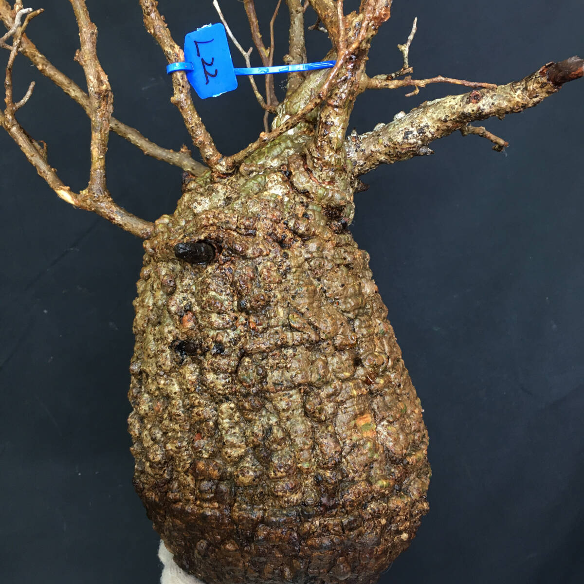 Yahoo!オークション - L22 11/06到着 山採り新鮮ベアルート株オペルク...