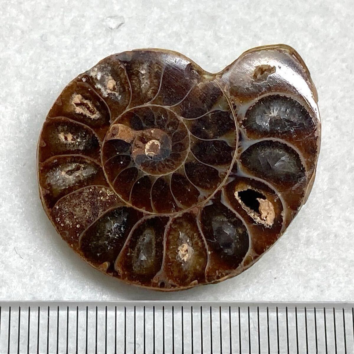 Yahoo!オークション - 1円〜 〔アンモナイト42.5ct〕n 約8.5g 約31.2×...