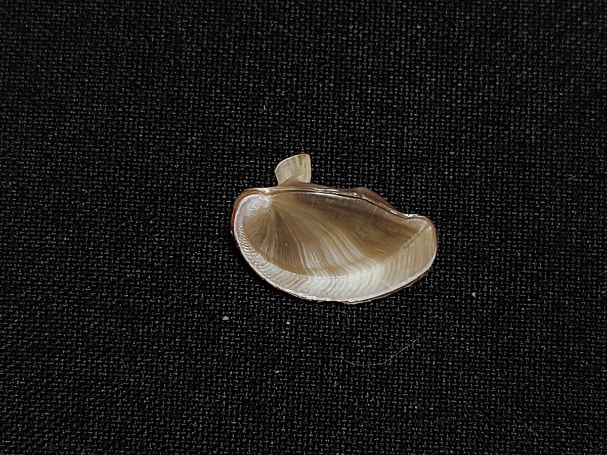 Yahoo!オークション - 貝 貝殻 標本 ニシキアマオブネ 26