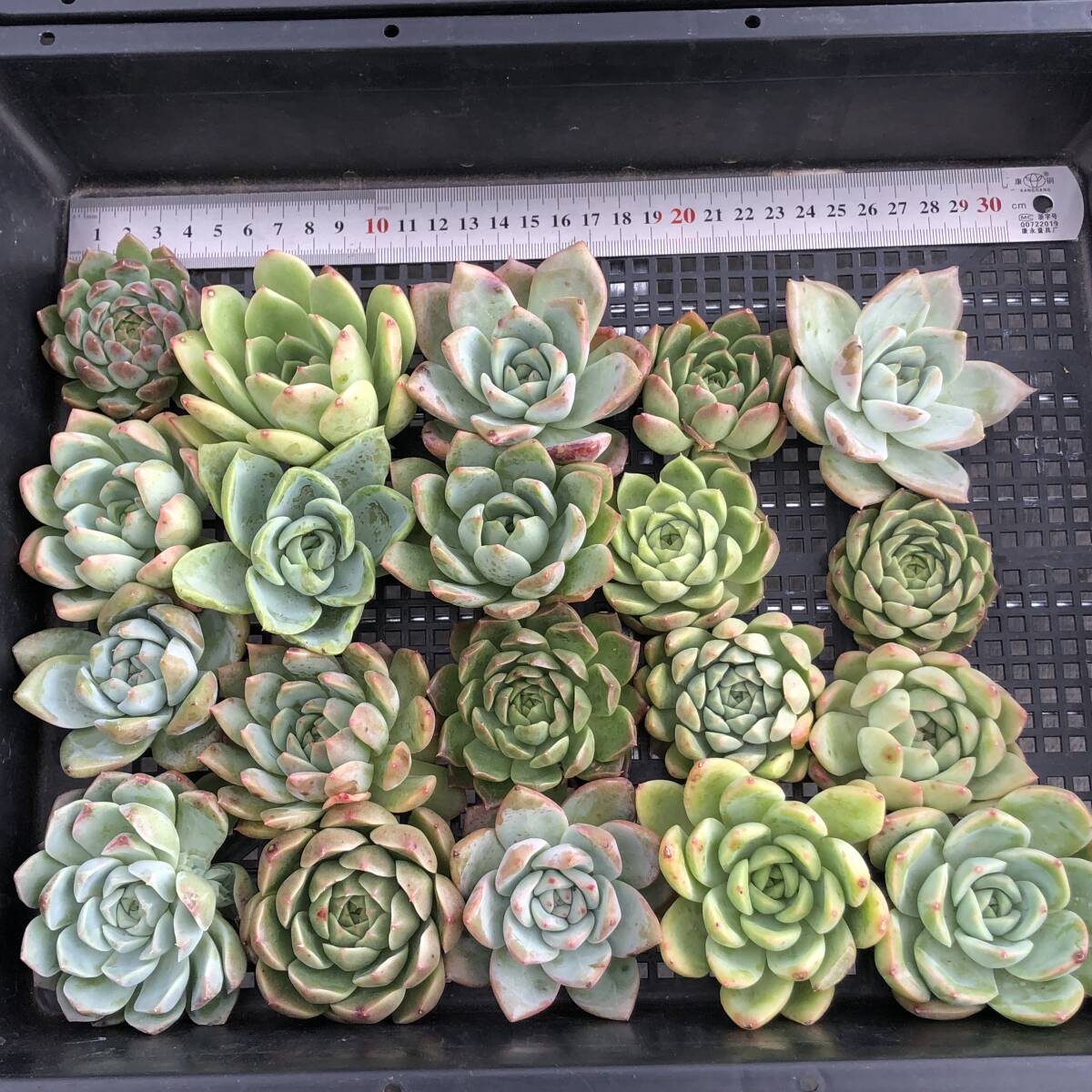 Yahoo!オークション - Top エケベリア 20個 1111K-O072 多肉植物 カッ...