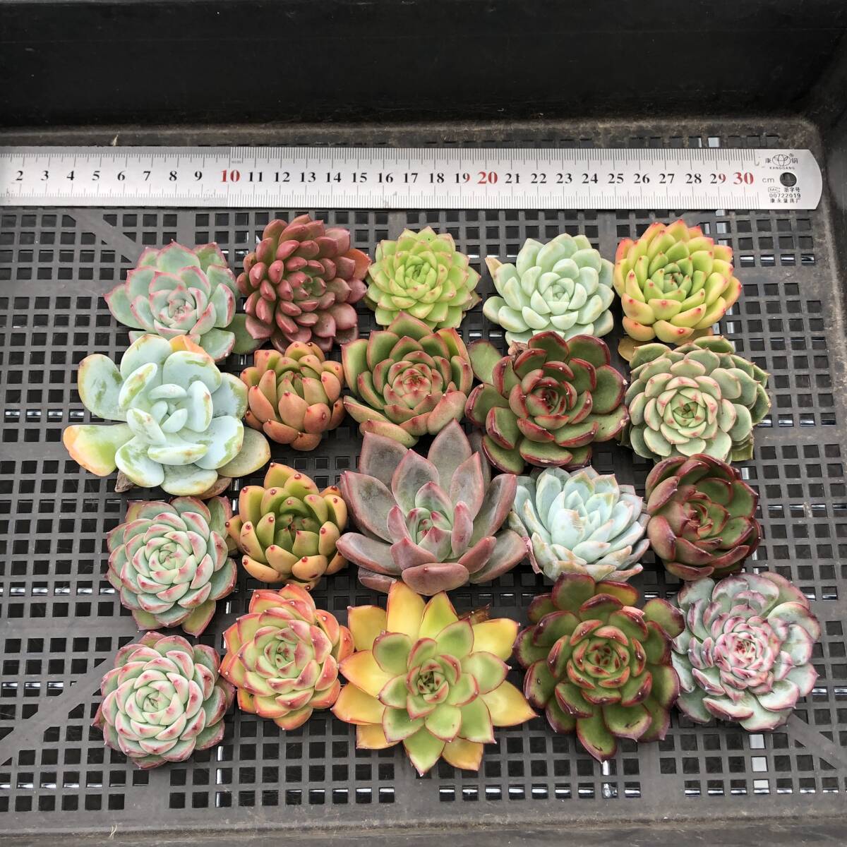 Yahoo!オークション - Top エケベリア 20個 1111K-O108 多肉植物 カッ...