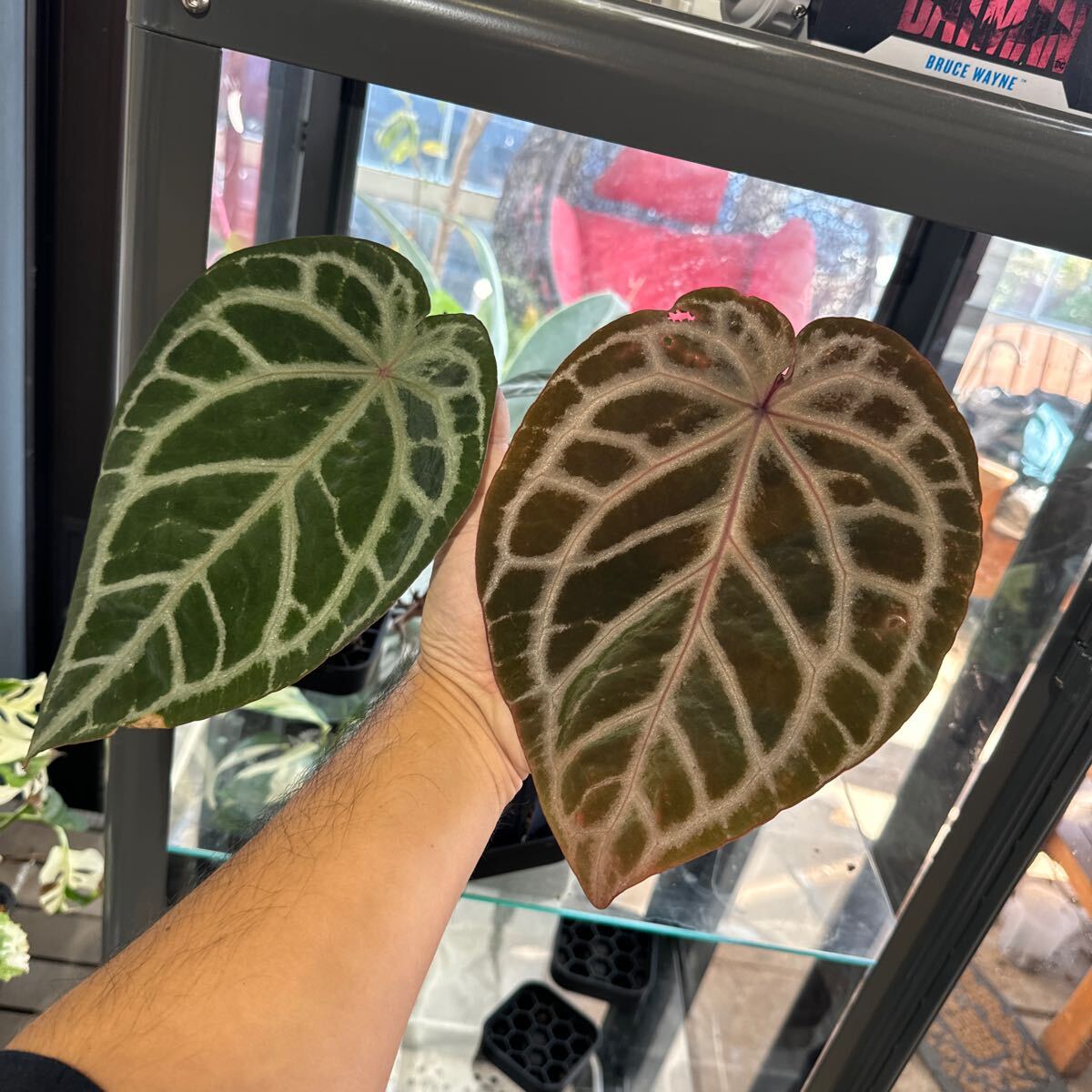 UJ DocBlock Anthurium Giannina 'Crystallinum 8' X 'Michelle 11' アンスリューム ジャンニーナ 4寸(モンステラ)｜売買された ...
