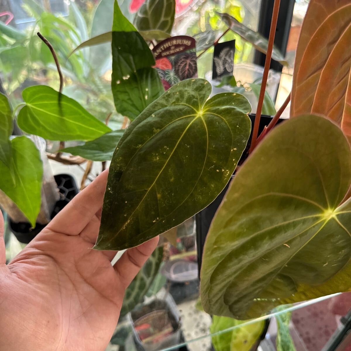 Yahoo!オークション - UJ Anthurium papillilaminum (wild)