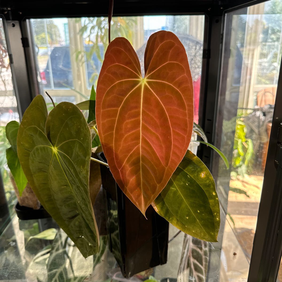 Yahoo!オークション - UJ Anthurium papillilaminum (wild)
