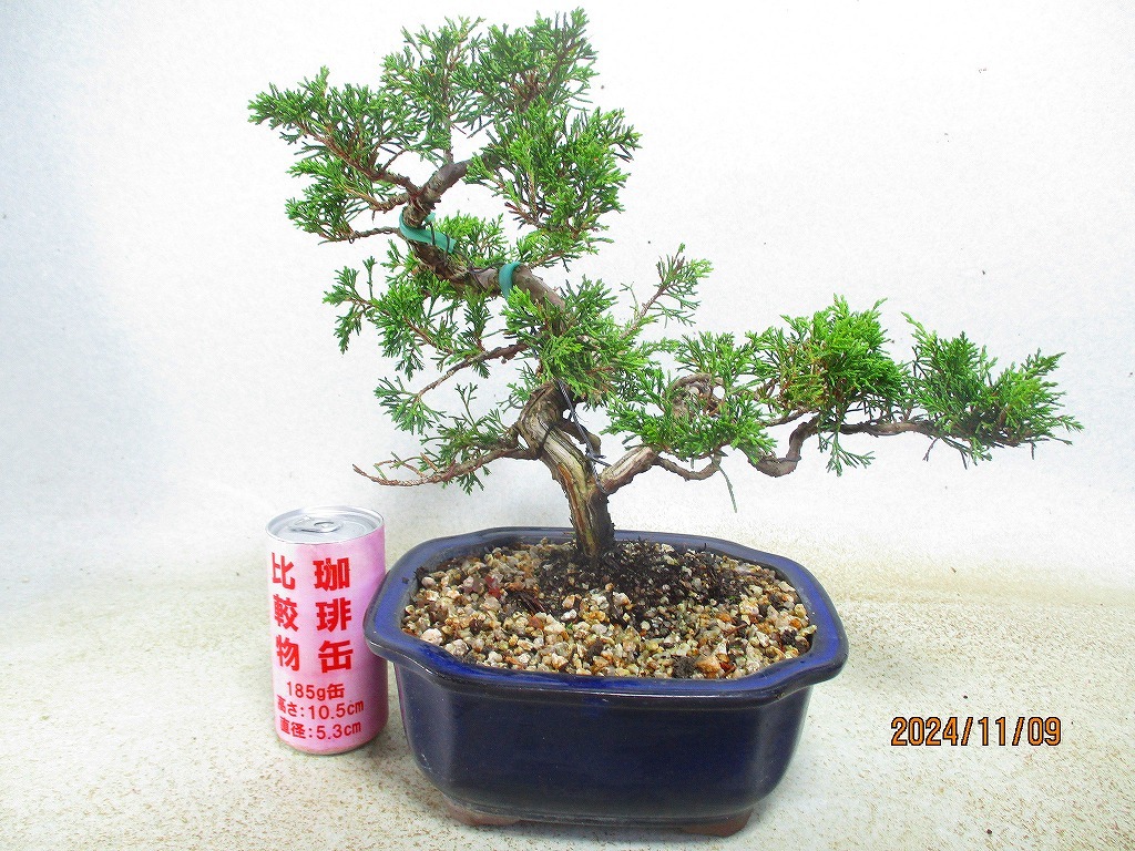 Yahoo!オークション - [讃岐屋緑兵衛] SALE シンパク (11799瑠璃釉撫長...