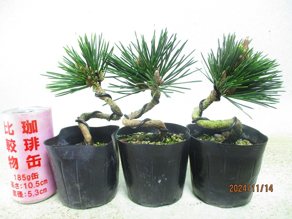 Yahoo!オークション - [讃岐屋緑兵衛] 黒松 千寿丸 3点組 (11252)全高 ...