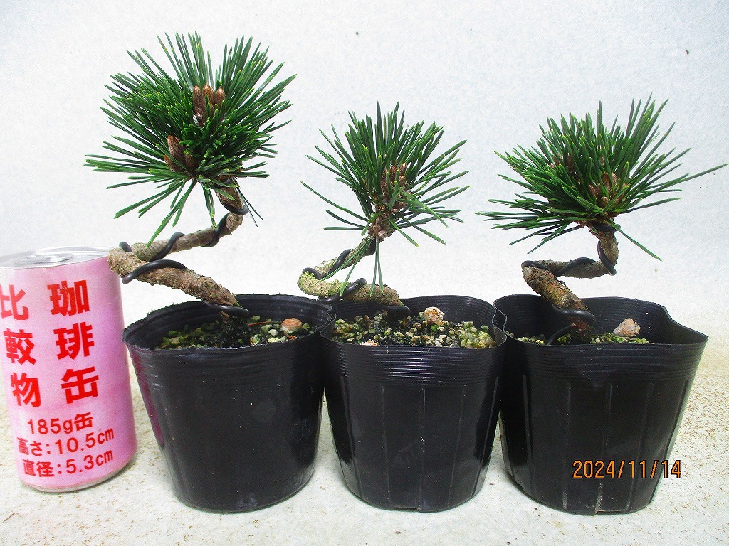 Yahoo!オークション - [讃岐屋緑兵衛] 黒松 千寿丸 3点組 (11256)全高 ...