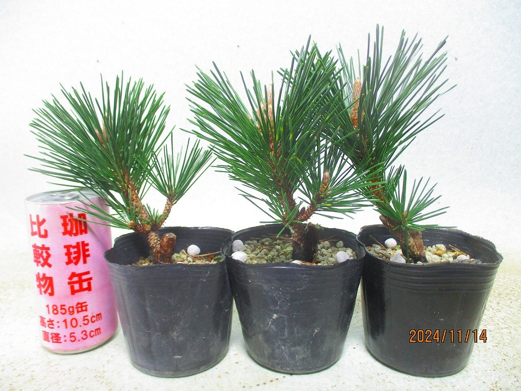 Yahoo!オークション - [讃岐屋緑兵衛] 寿松 3点組 (11262)全高 22㎝ 同...