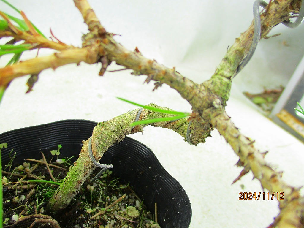 Yahoo!オークション - [讃岐屋緑兵衛]黒松 2点組(11983)全高 33㎝ 同梱...