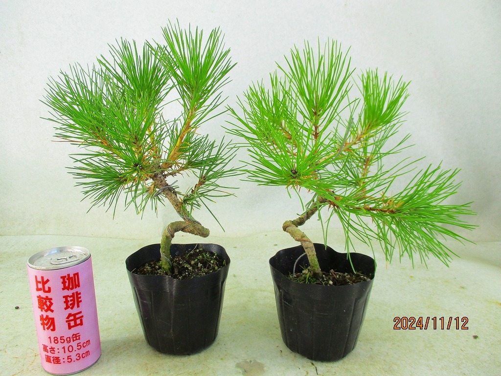 Yahoo!オークション - [讃岐屋緑兵衛]黒松 2点組(11983)全高 33㎝ 同梱...