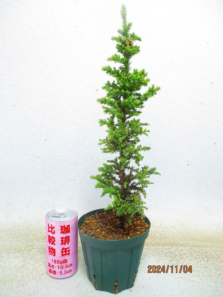 Yahoo!オークション - [讃岐屋緑兵衛]八房杉(11169スリット鉢)全高 42...