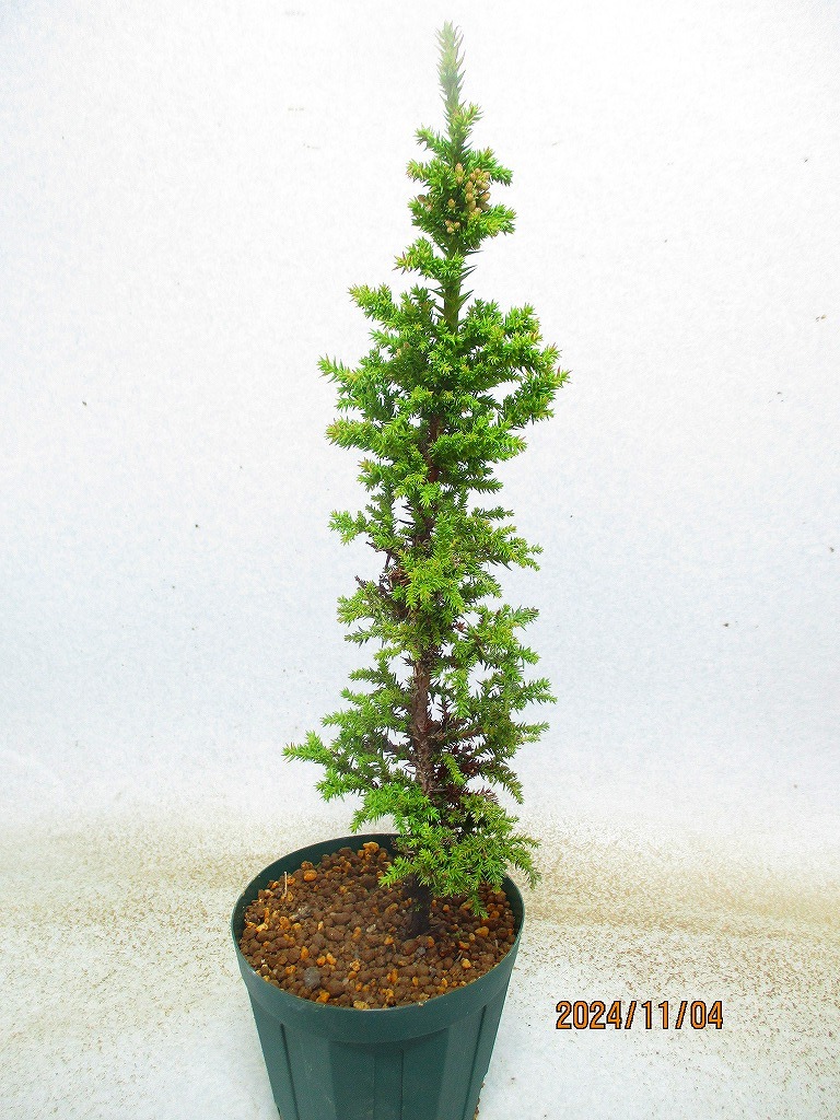 Yahoo!オークション - [讃岐屋緑兵衛]八房杉(11169スリット鉢)全高 42...