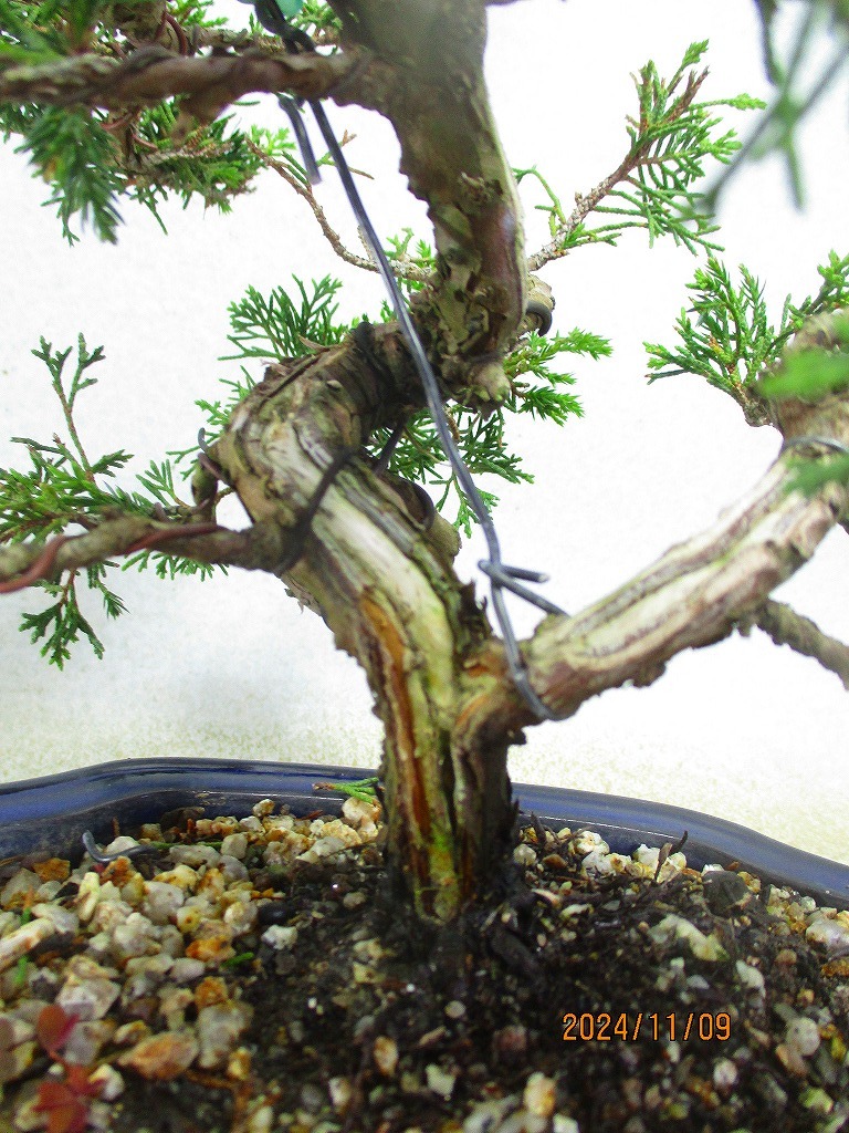 Yahoo!オークション - [讃岐屋緑兵衛] SALE シンパク (11799瑠璃釉撫長...