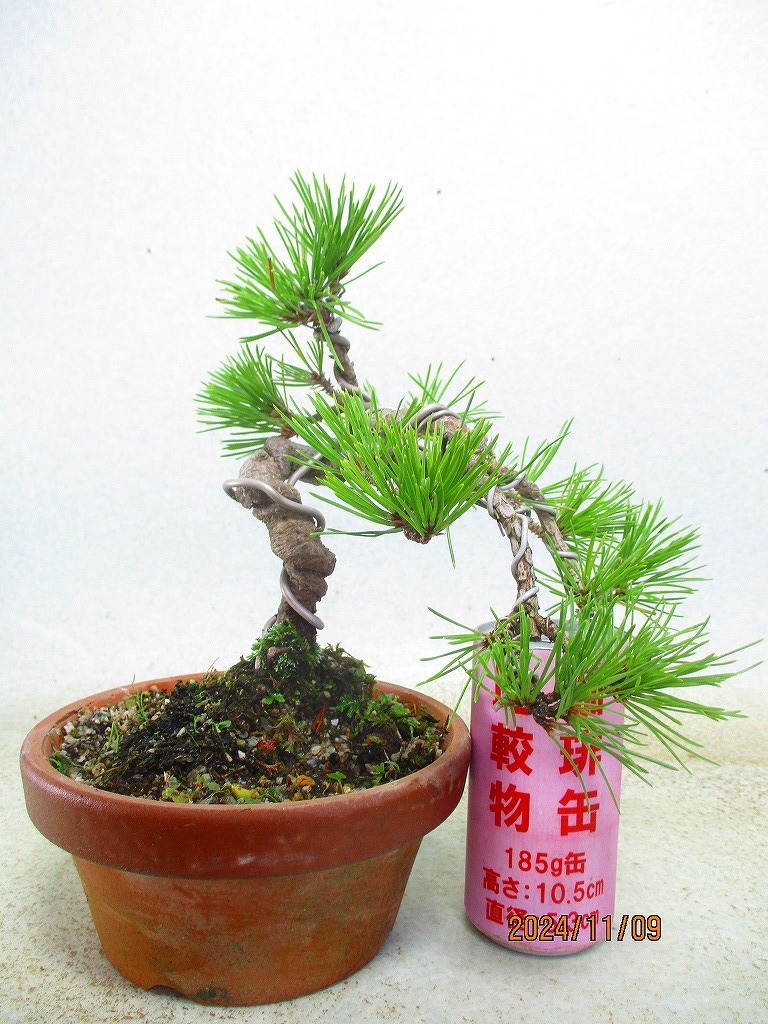 Yahoo!オークション - [讃岐屋緑兵衛] 黒松 (11800駄温鉢)全高 28㎝ 同...