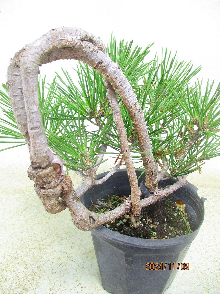 Yahoo!オークション - [讃岐屋緑兵衛] 黒松 (11807黒丸プラ鉢)全高 27...