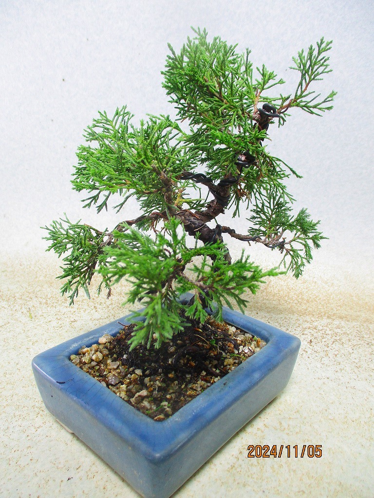 Yahoo!オークション - [讃岐屋緑兵衛] SALE シンパク (11390均釉長方鉢...