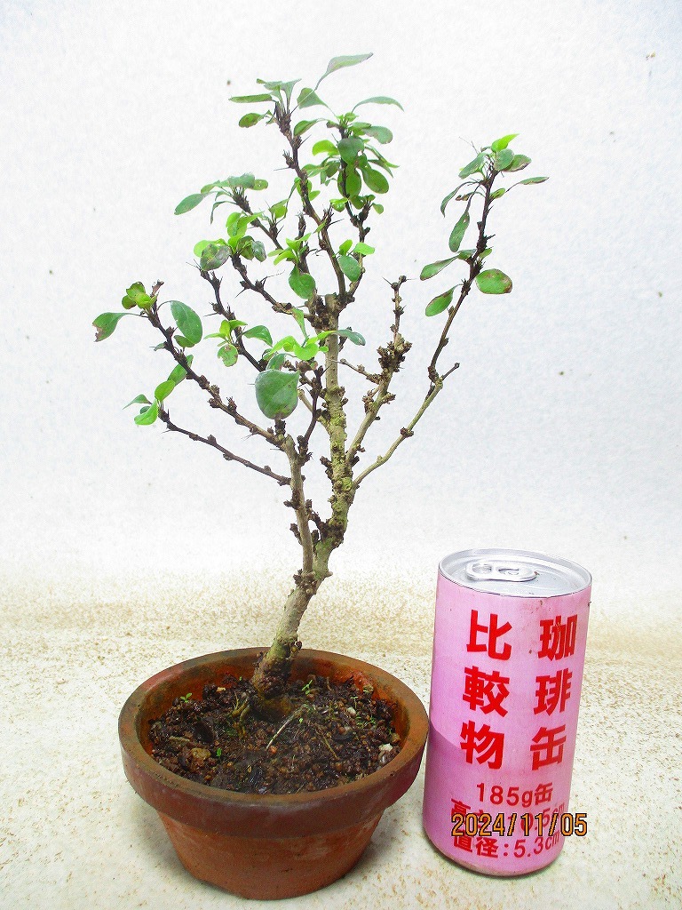 Yahoo!オークション - [讃岐屋緑兵衛] 特価 紅目木 (11410駄温鉢)全高 ...