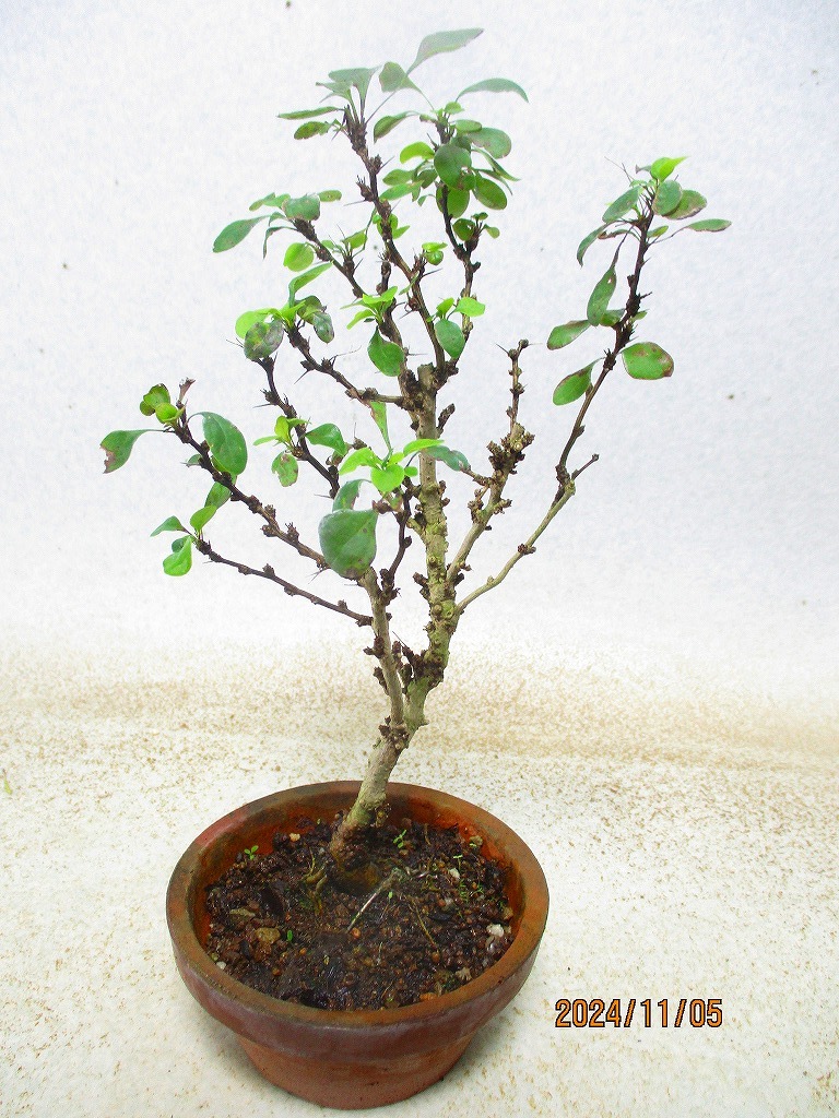 Yahoo!オークション - [讃岐屋緑兵衛] 特価 紅目木 (11410駄温鉢)全高 ...