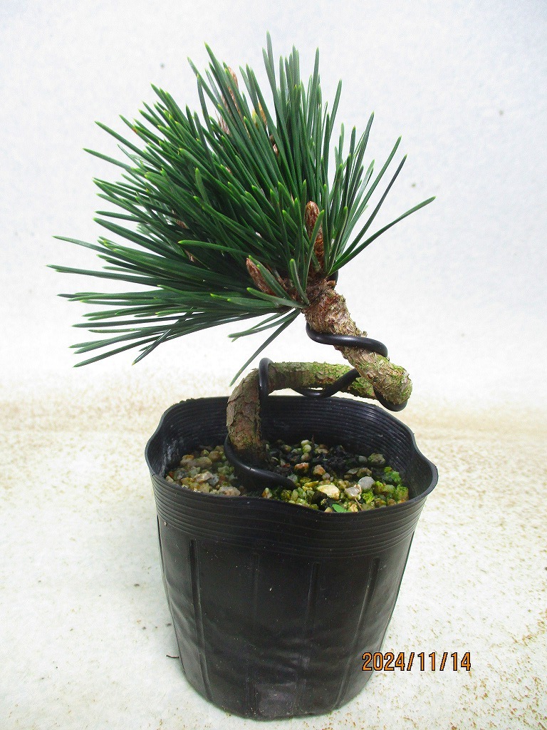 Yahoo!オークション - [讃岐屋緑兵衛] 黒松 千寿丸 3点組 (11252)全高 ...