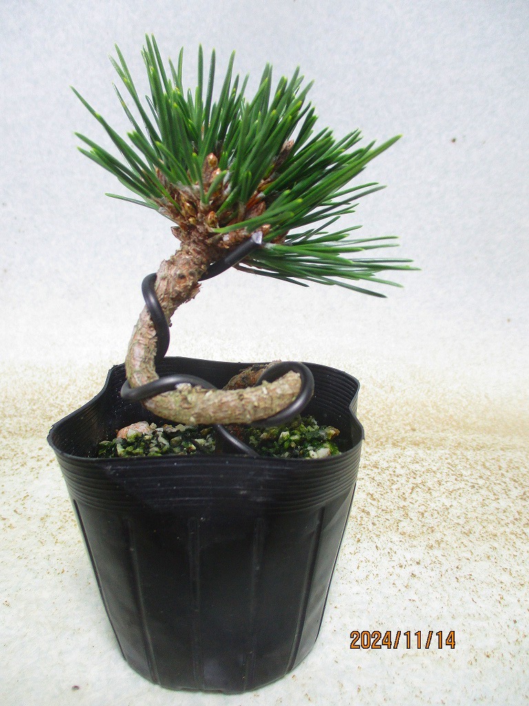 Yahoo!オークション - [讃岐屋緑兵衛] 黒松 千寿丸 3点組 (11256)全高 ...