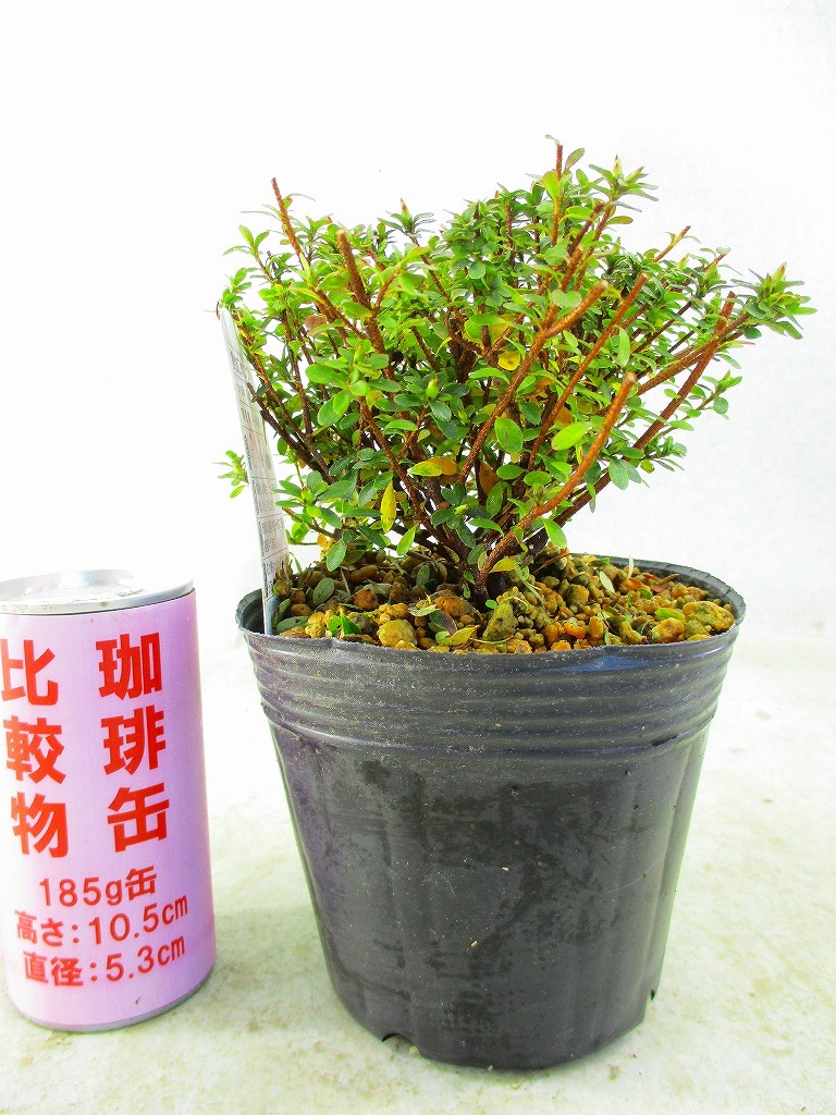 Yahoo!オークション - [讃岐屋緑兵衛]極小葉性ツツジ(111831黒ポット)...