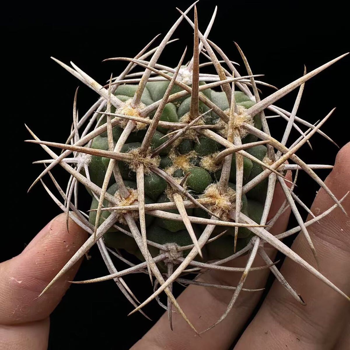 Yahoo!オークション - 19G サボテン ギムノカリキュウム フェロシオー...