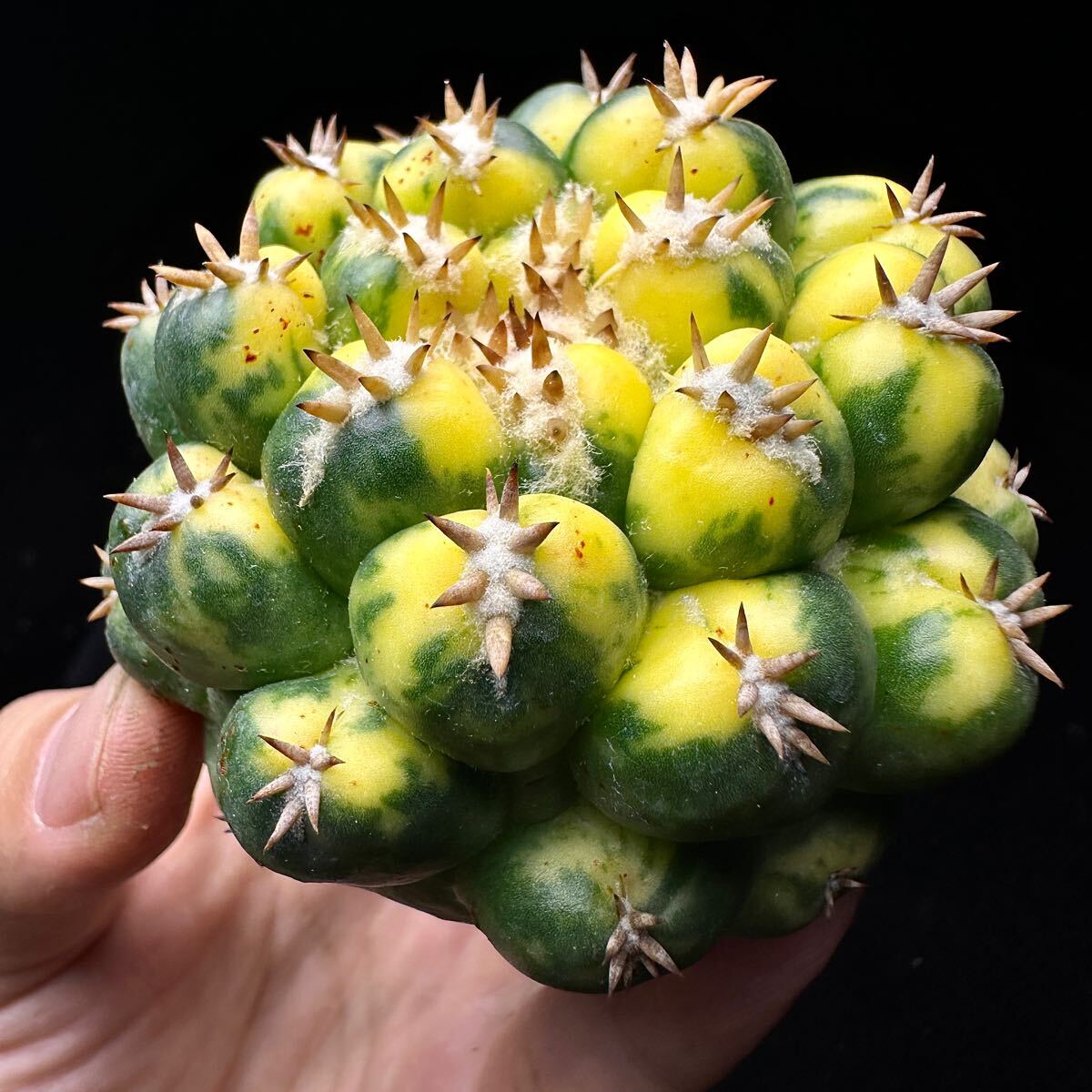 Yahoo!オークション - 24G サボテン コリファンタ 短刺象牙丸錦 モンス...