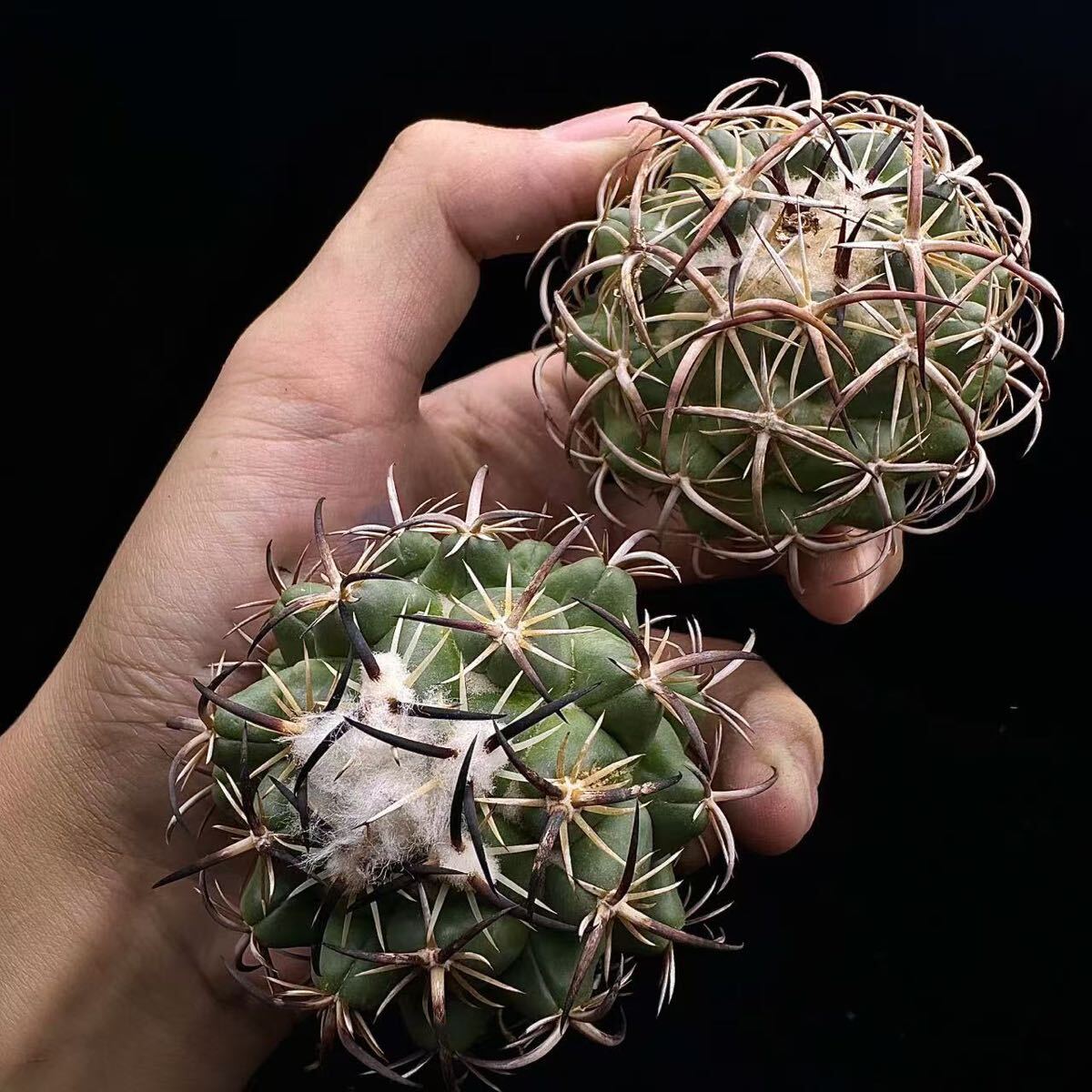 Yahoo!オークション - 89Gサボテン 多肉植物 Coryphantha tripugionaca...