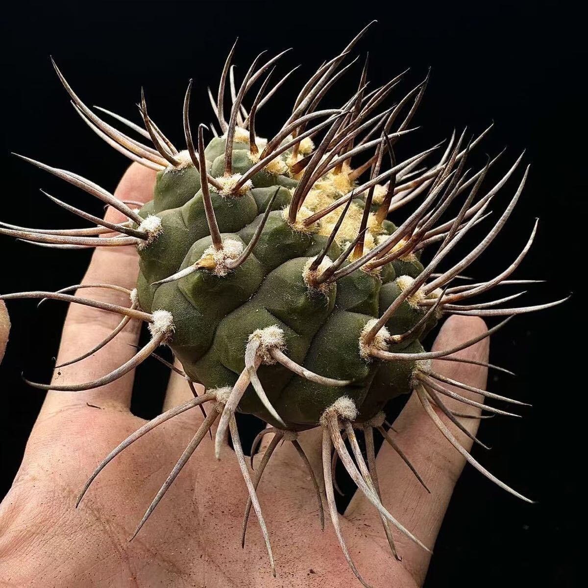 Yahoo!オークション - 98Gギムノカリキウム 武勲丸バリスピナム サボテ...