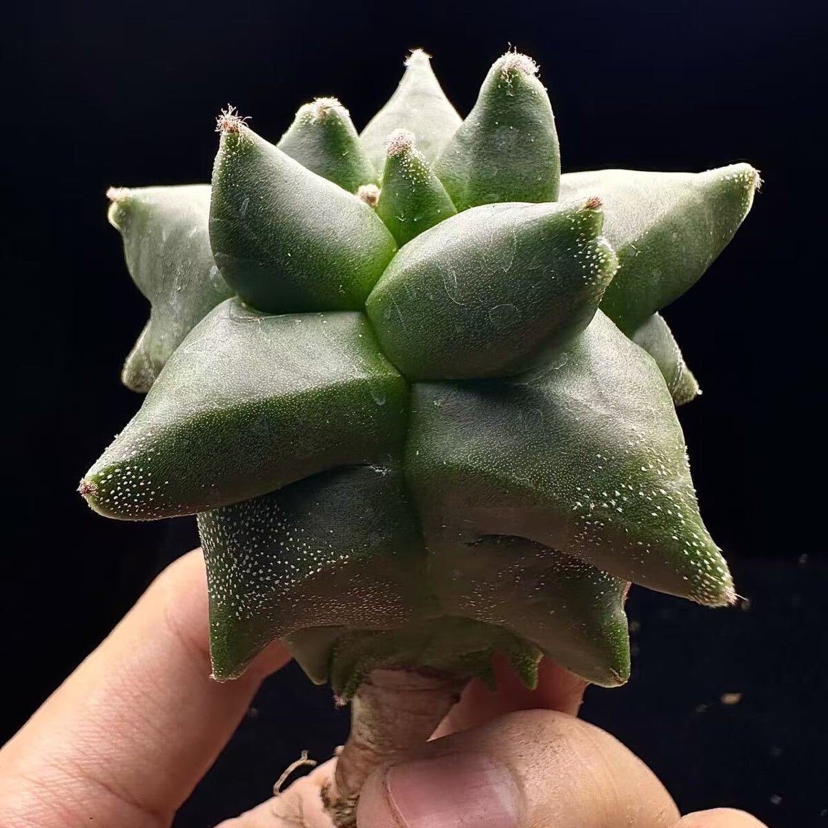 Yahoo!オークション - 108G Astrophytum myriostigma サボテン アスト...