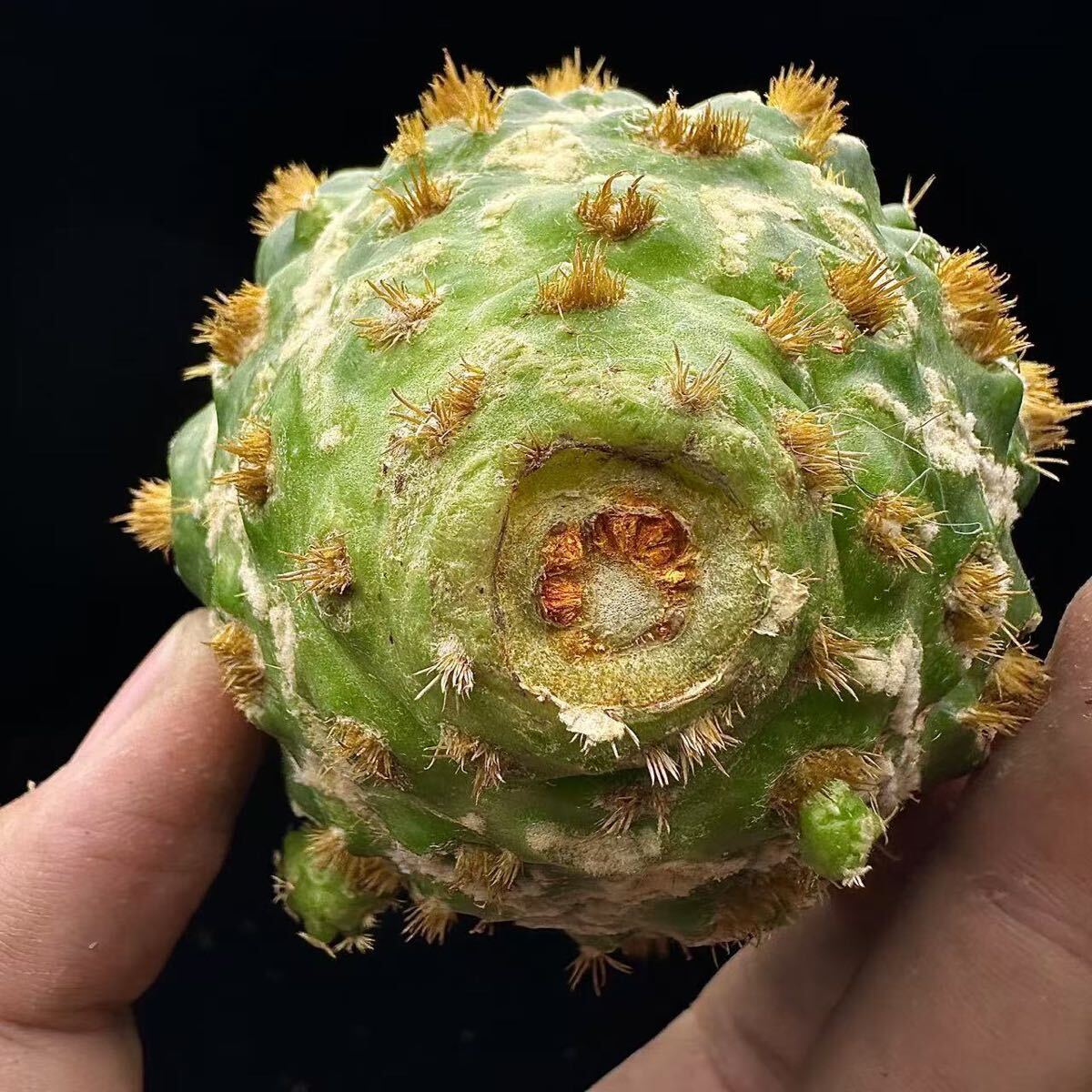 Yahoo!オークション - 111G サボテン コリファンタ 象牙丸 刺綴 Coryph...