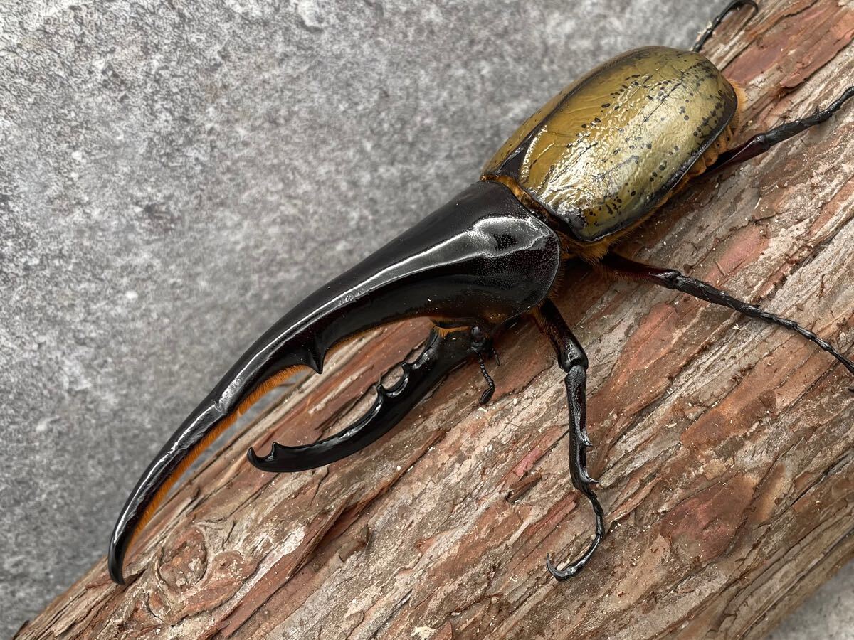 Yahoo!オークション - DHヘラクレス(FF136-WF2系)♂155.5mm-大型血統 角...