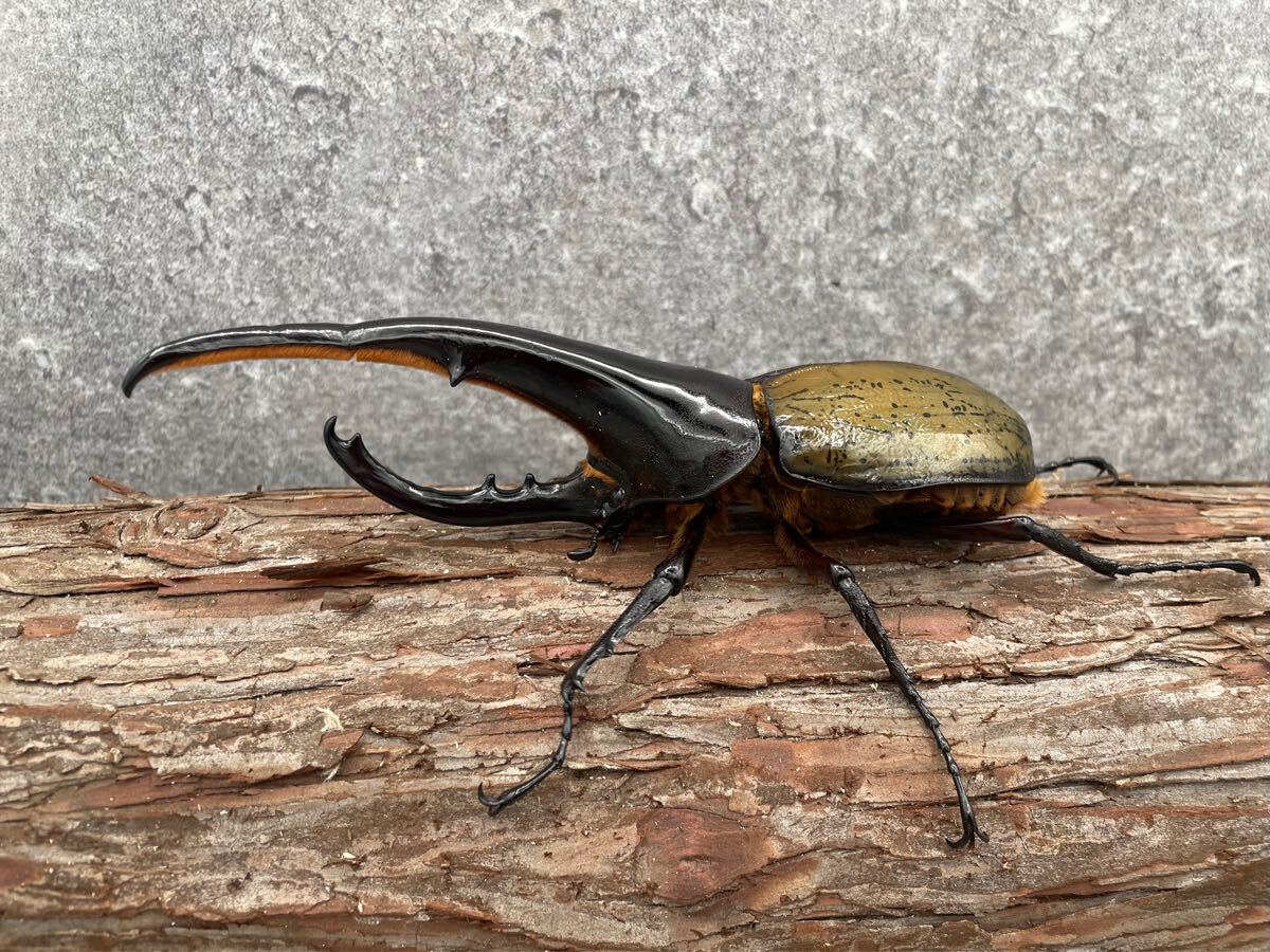 Yahoo!オークション - DHヘラクレス(FF136-WF2系)♂155.5mm-大型血統 角...