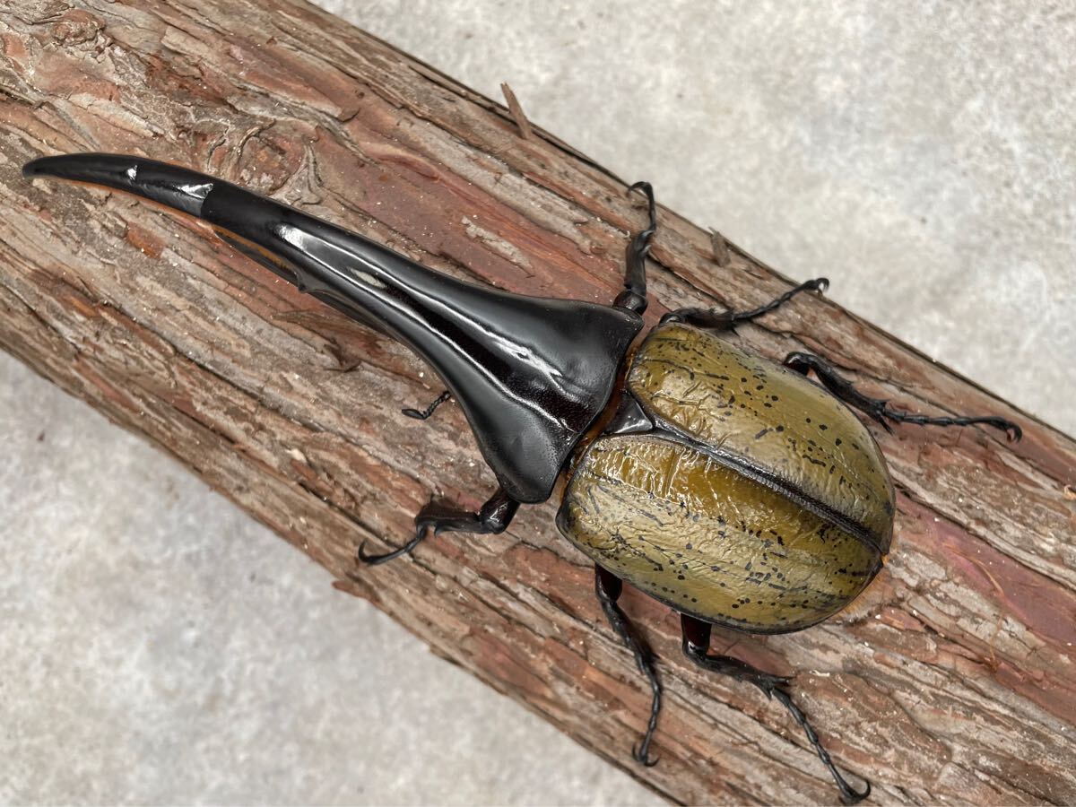 Yahoo!オークション - DHヘラクレス(FF136-WF2系)♂155.5mm-大型血統 角...